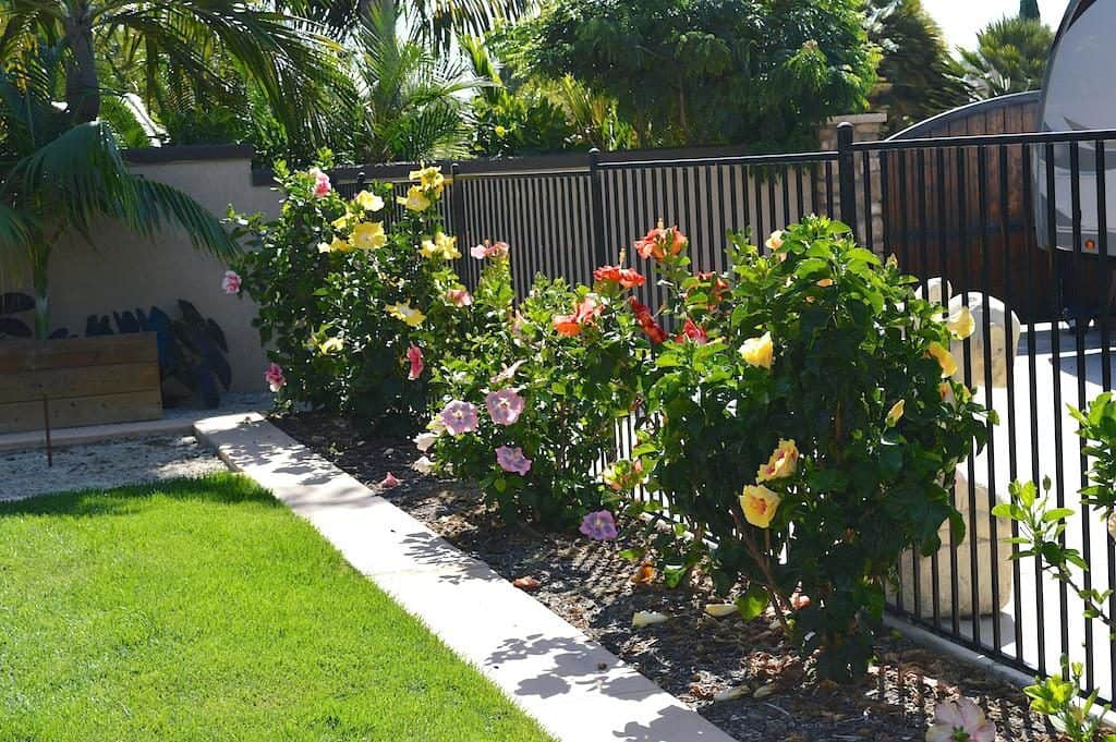 How To Shape A Hibiscus Into A Tree