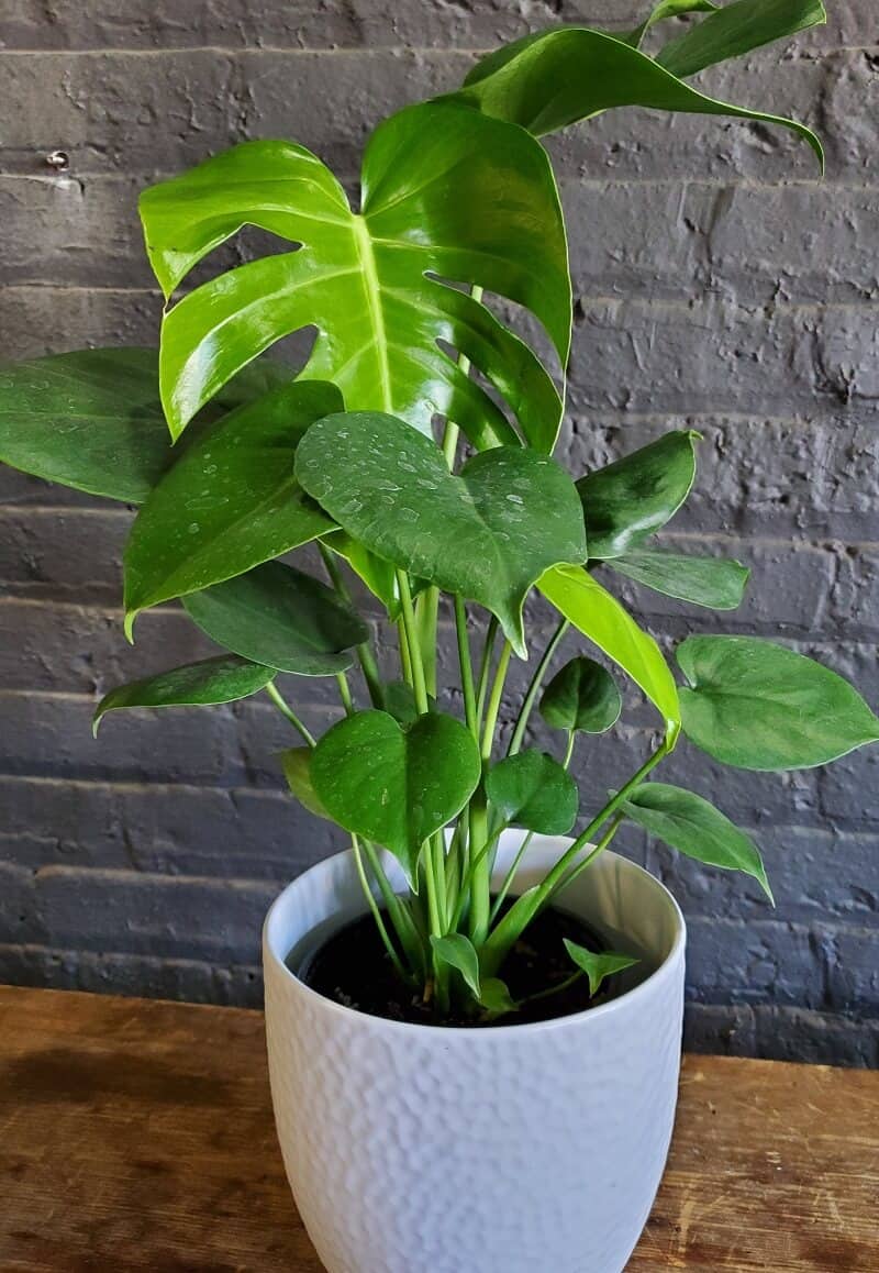 31 Low Light Houseplants That You Shouldn’t Miss Out - Hort Zone