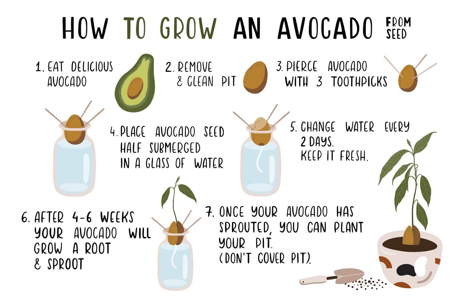 7 Easy Steps On How To Grow Avocado From Seed Hort Zone