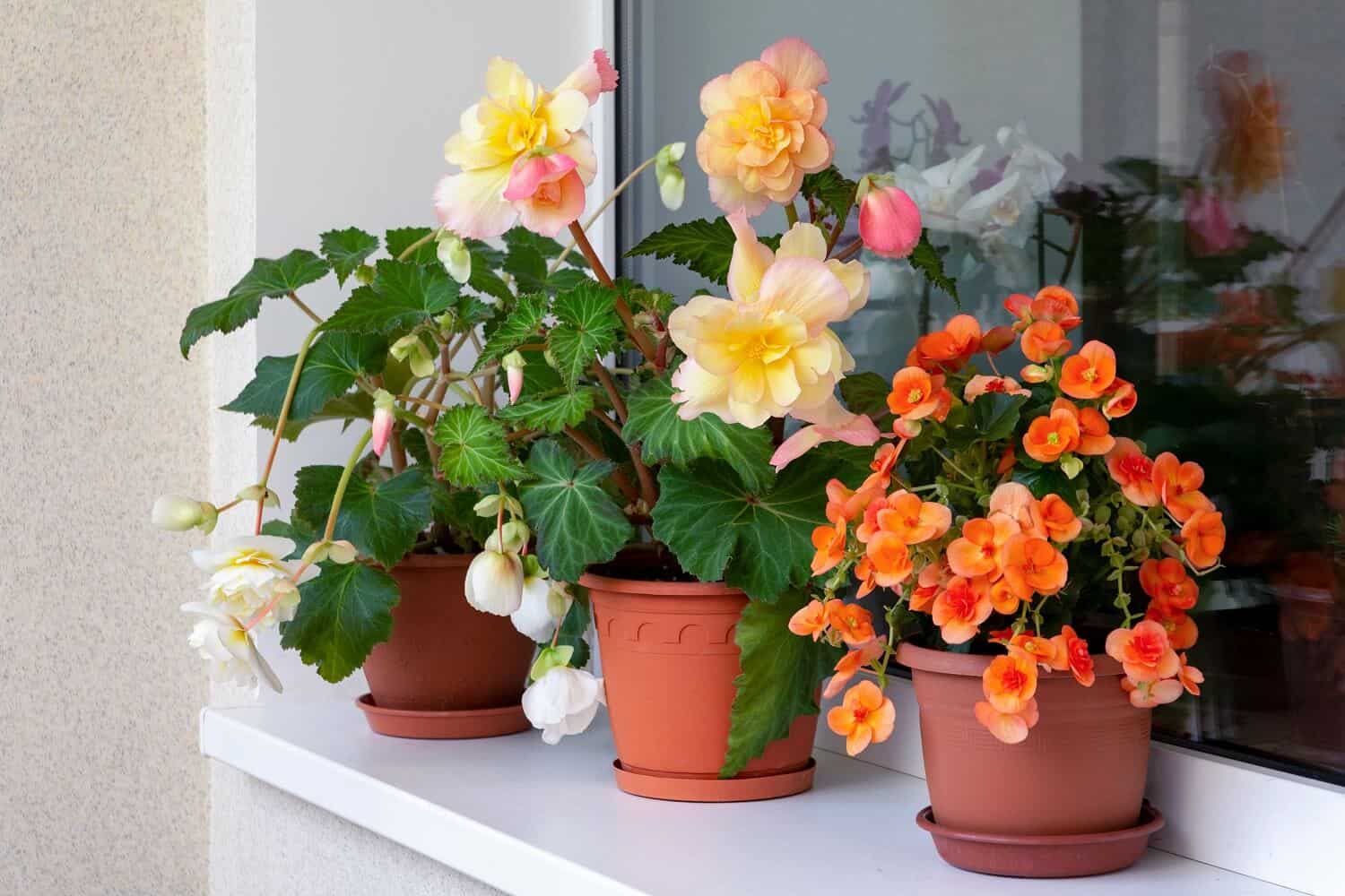 Begonia Types: A Comprehensive List (with Pictures) - Hort Zone