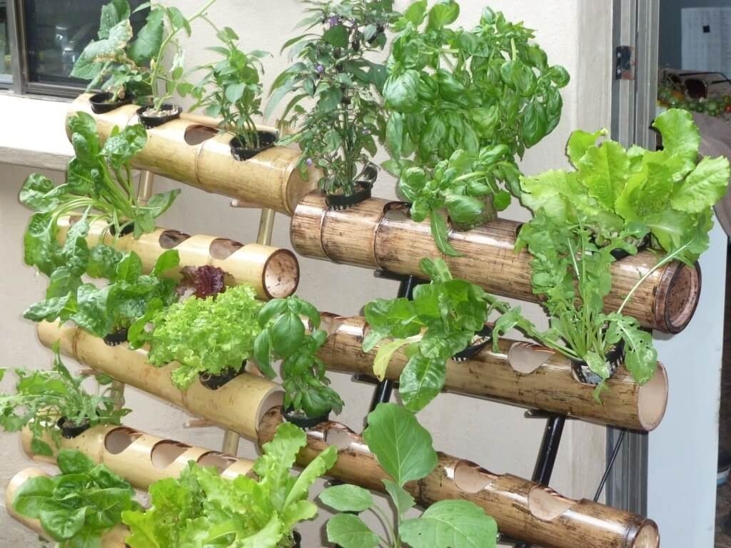 13 Easy to Grow Vertical Garden Plants | Hort Zone